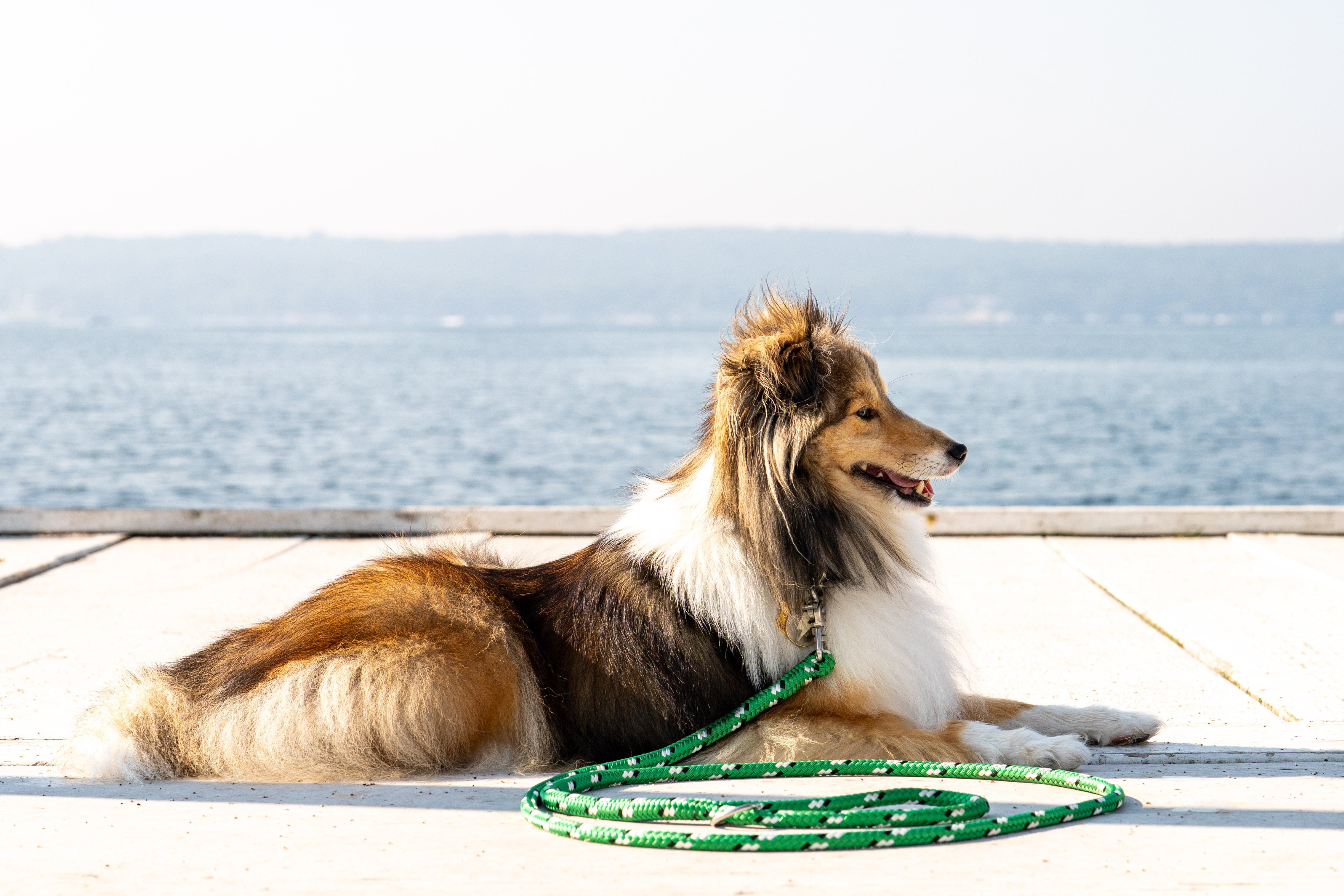 Nautical Dog Leashes – Lake Dog